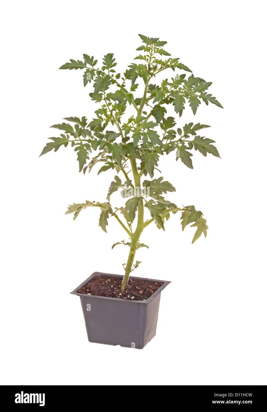 Cherry tomato seedling ready for transplanting Stock Photo - Alamy