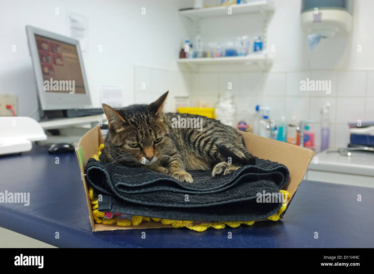 Injured cat hi-res stock photography and images - Alamy