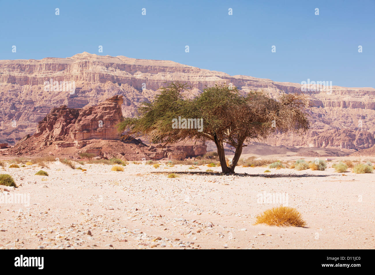Acacia Tree In An Arid Landscape; Timna Park Arabah Israel Stock Photo ...