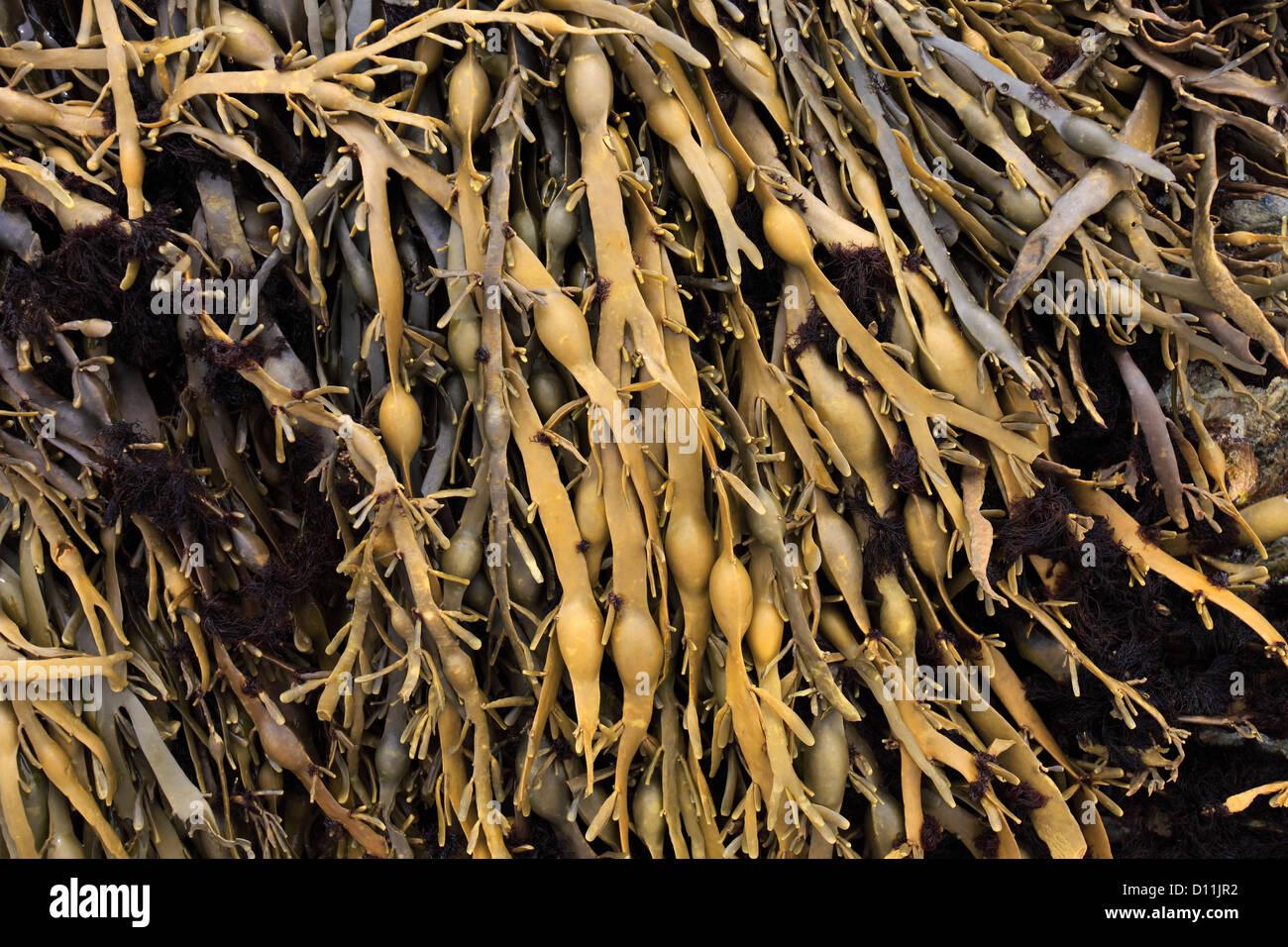 Knotted wrack algae hi-res stock photography and images - Alamy