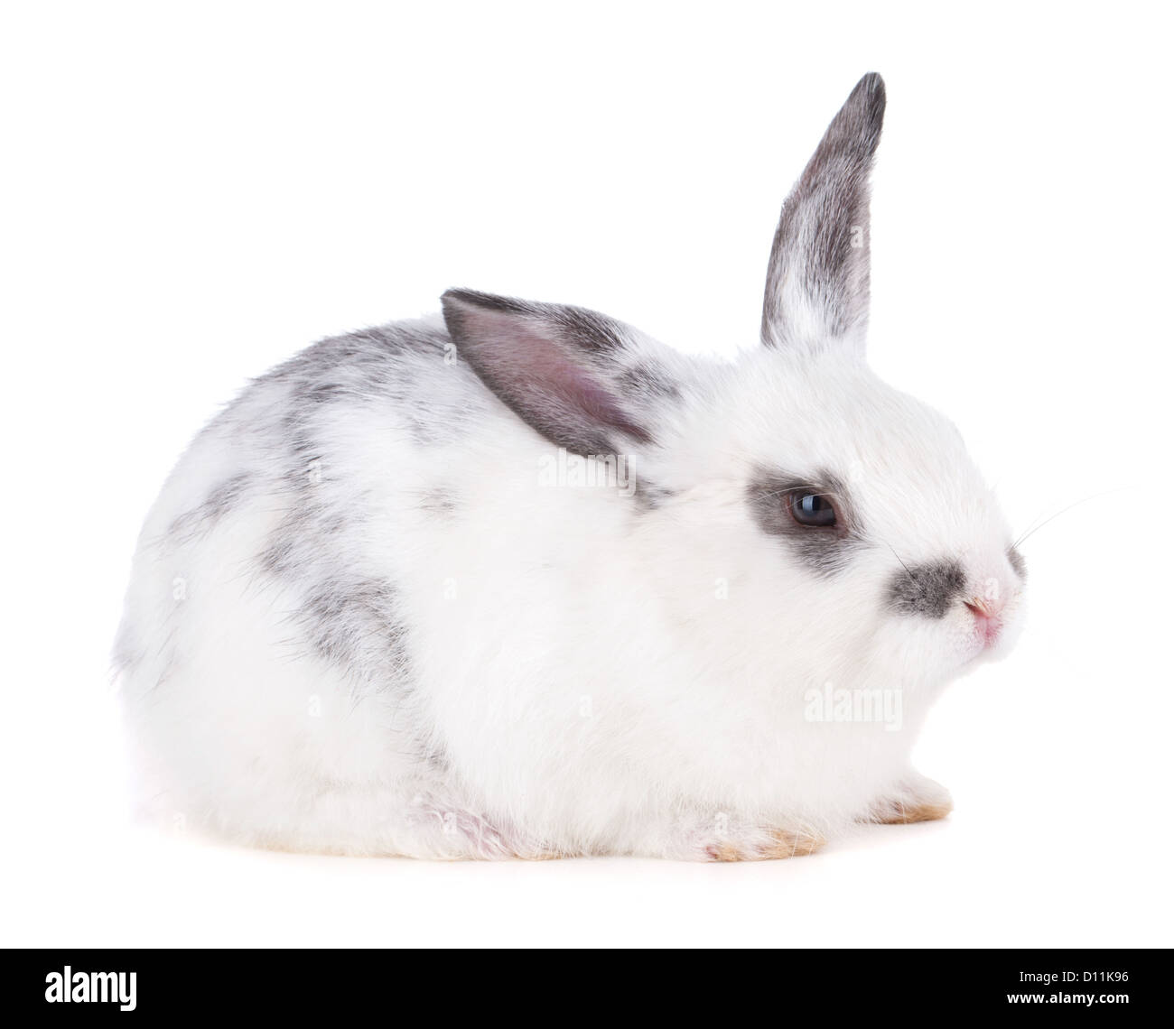 Small rabbit. Isolated on white background Stock Photo - Alamy