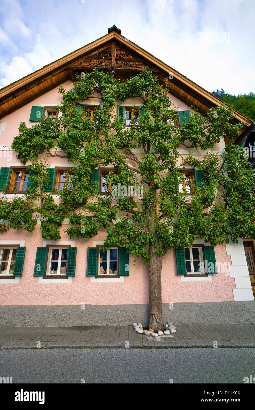 Austria, Upper Austria, Hallstatt, View of house with pear tree Stock ...