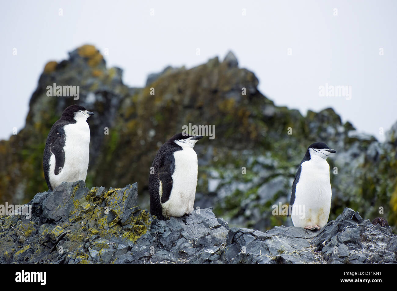 Chinstrap Penguins (Pygoscelis Antarcticus); Antarctica Stock Photo - Alamy