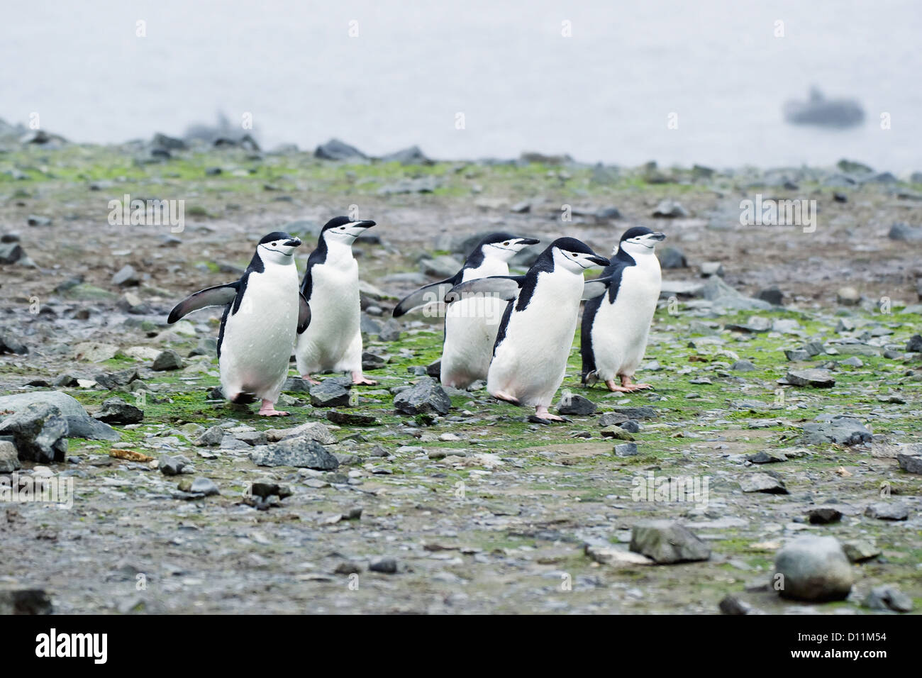 Chinstrap Penguins (Pygoscelis Antarcticus); Antarctica Stock Photo - Alamy