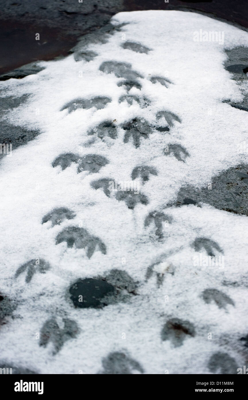 Penguin Footprints In The Snow; Antarctica Stock Photo - Alamy