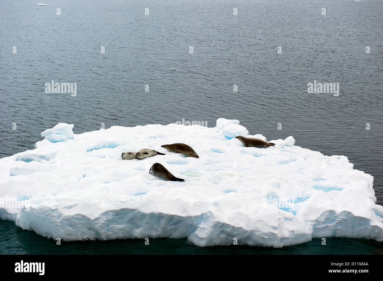 Seals Laying On An Iceberg; Antarctica Stock Photo - Alamy