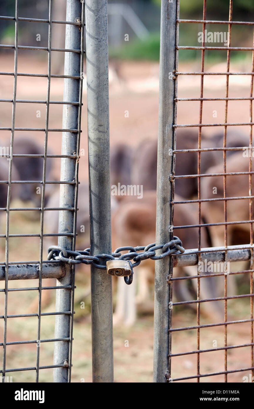 A Chain And Lock To Hold Gates Closed To A Cattle Pen; Waga Waga ...