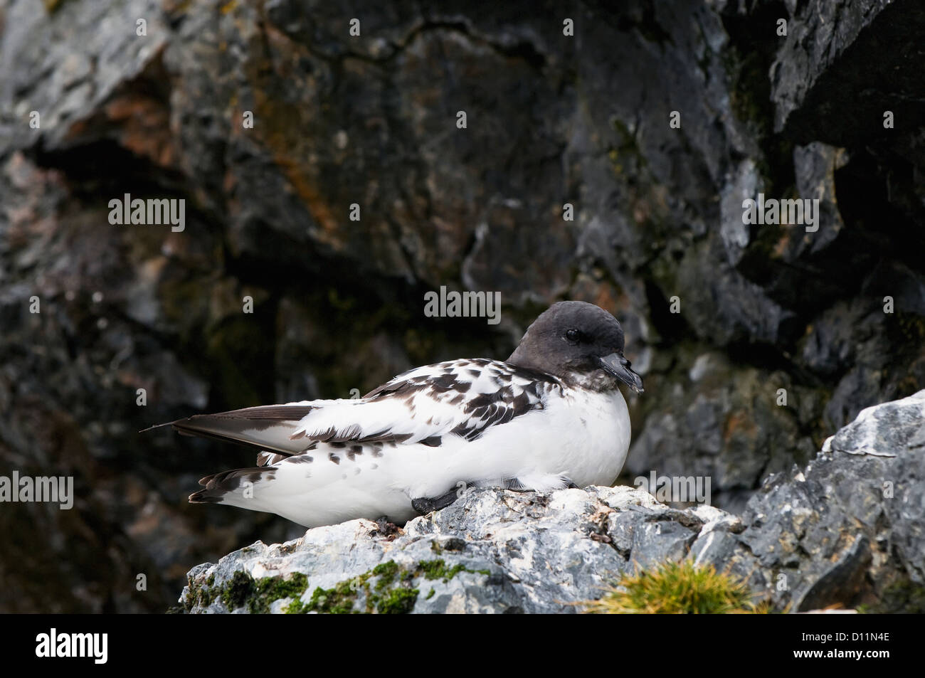 Cape Petrel (Daption Capense); Antarctica Stock Photo - Alamy