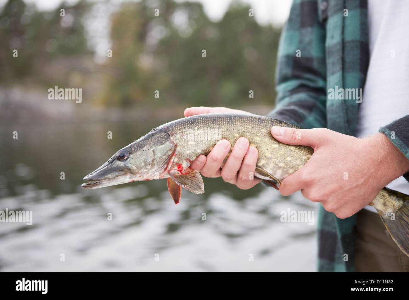 Sweden, Young man holding pike Stock Photo - Alamy
