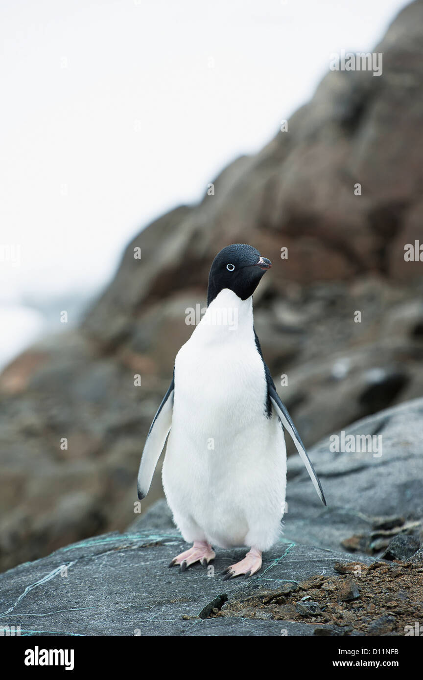 Adelie Penguin (Pygoscelis Adeliae); Antarctica Stock Photo - Alamy