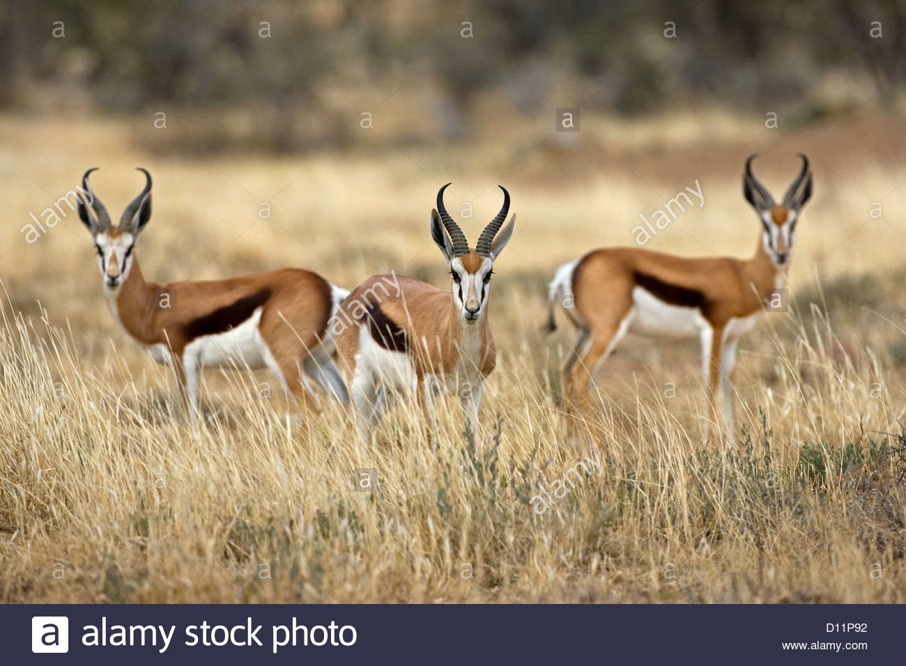Gazelles Herd High Resolution Stock Photography and Images - Alamy