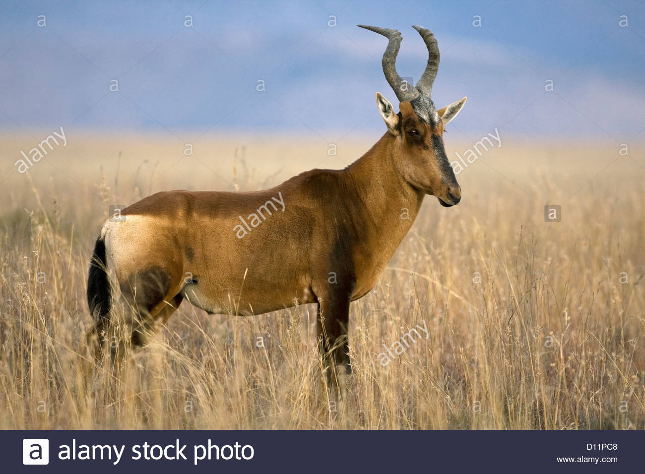 Rooihartebees High Resolution Stock Photography and Images - Alamy