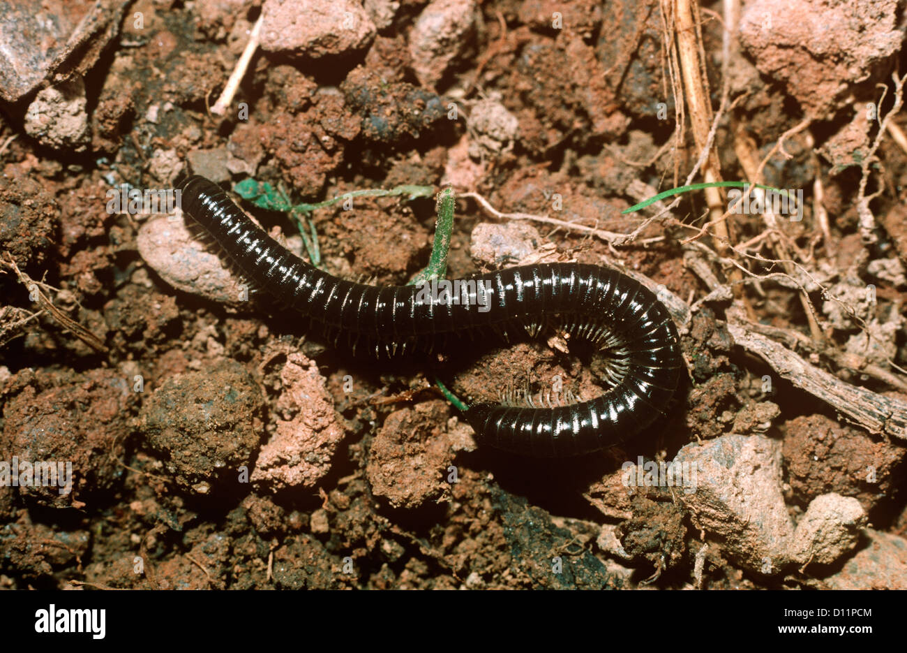 Mottled snake millipede (Ophyiulus pilosus) in woodland UK Stock Photo ...