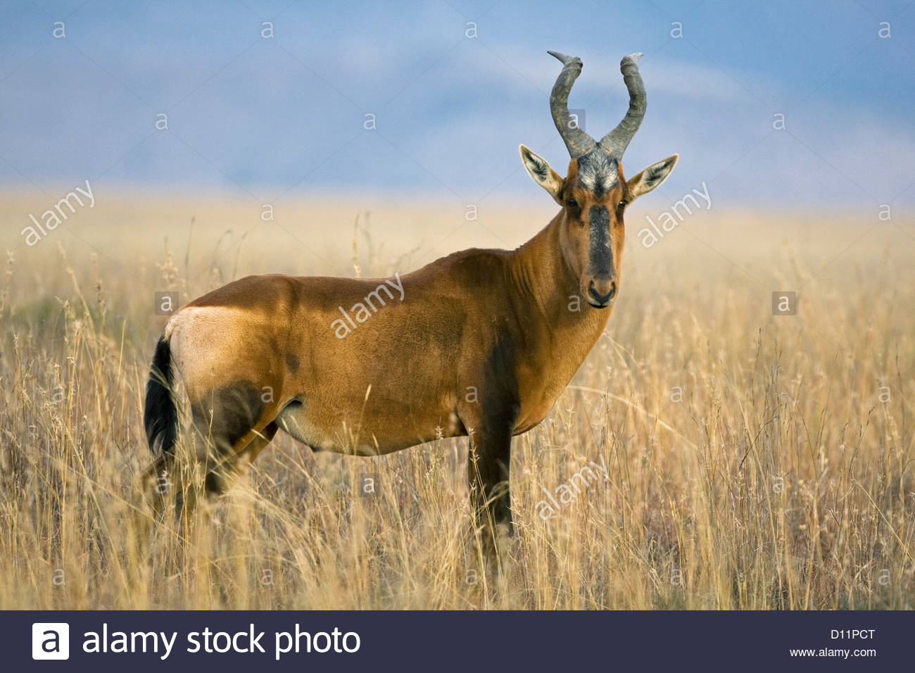 Rooihartebees High Resolution Stock Photography and Images - Alamy