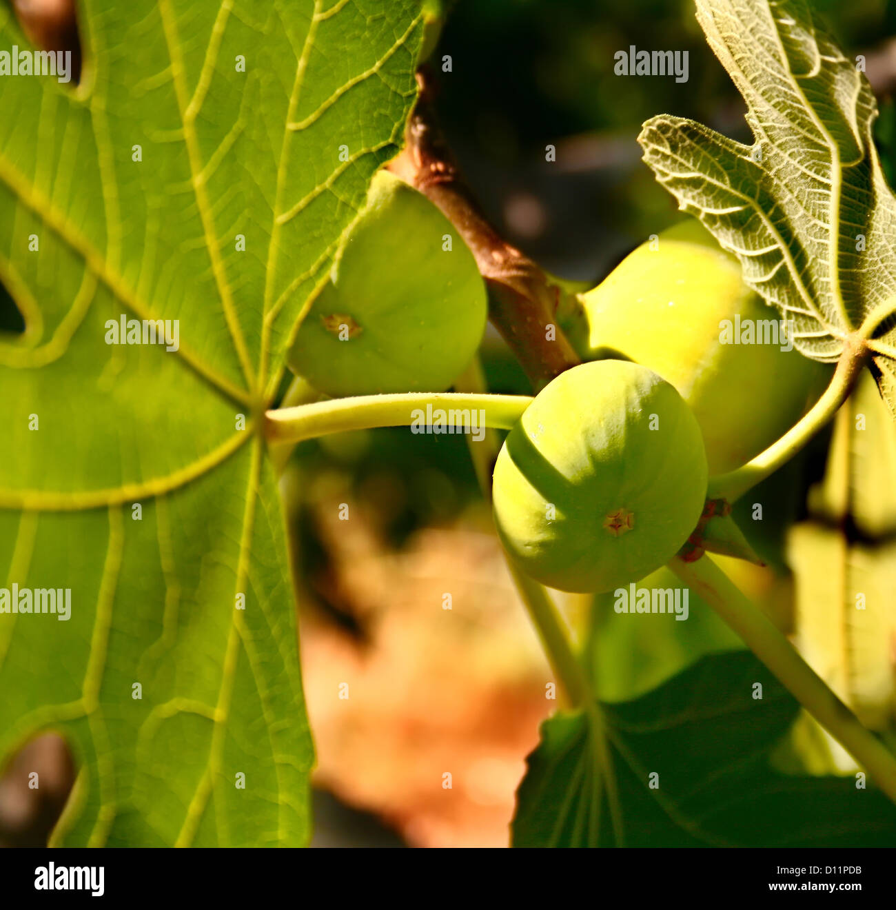 Mediterranean fig hi-res stock photography and images - Alamy