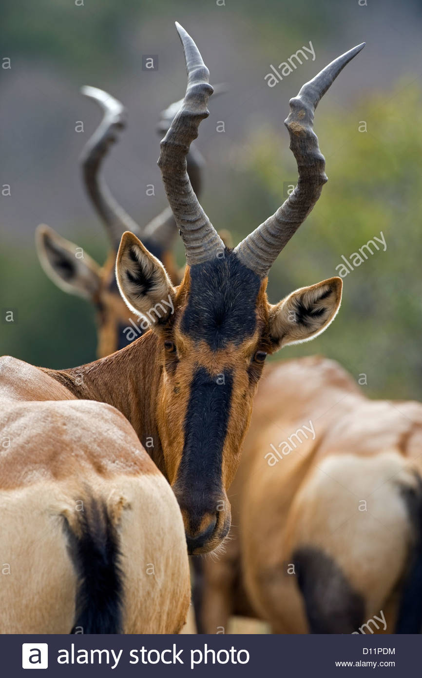 Rooihartebees High Resolution Stock Photography and Images - Alamy