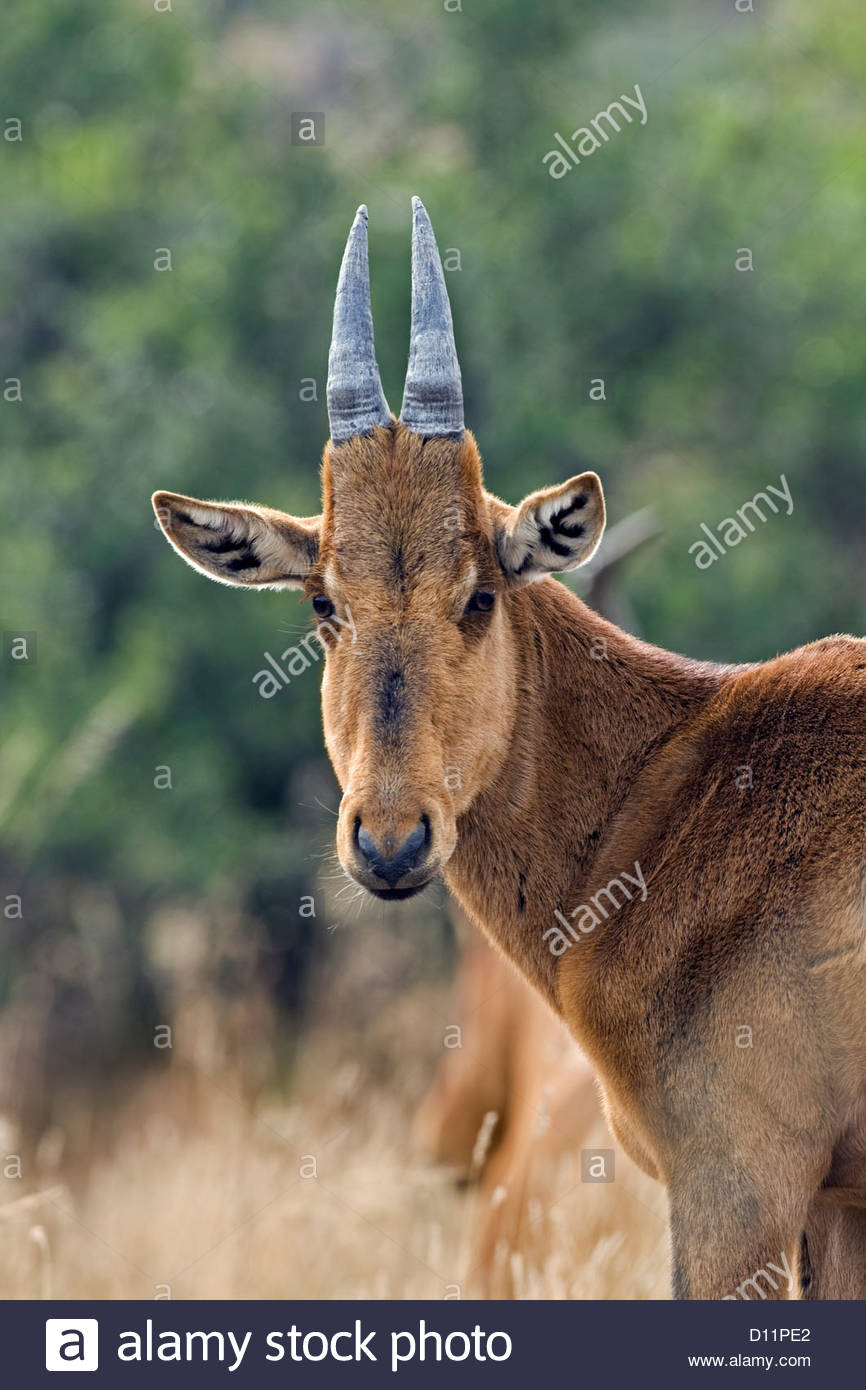 Rooihartebees High Resolution Stock Photography and Images - Alamy