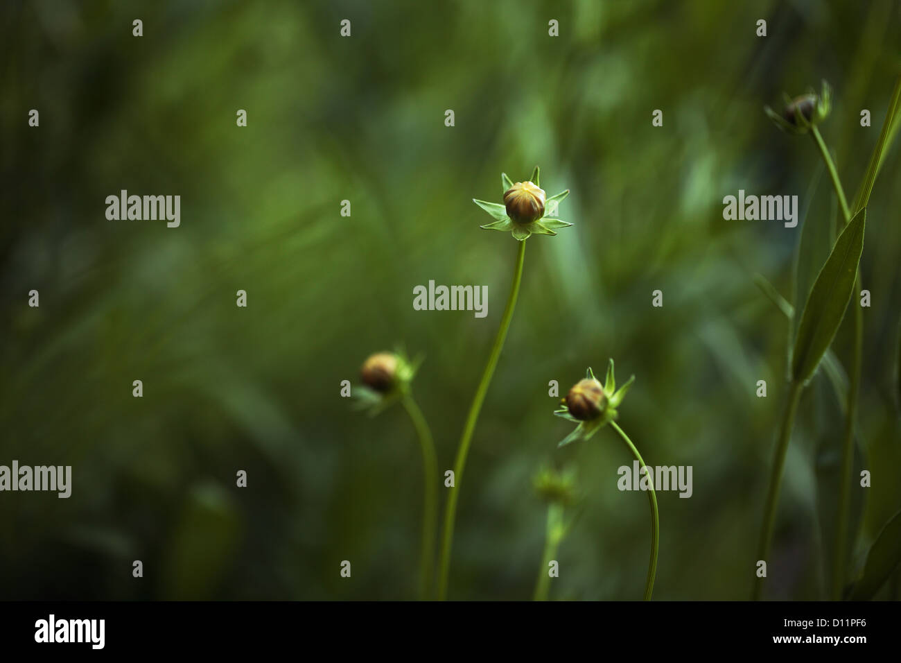 Three stems of a plant. Green background. Green image. Flower in bud ...