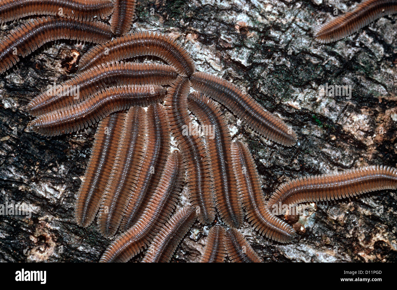 Flat-backed millipede (Polydesmidae) assembling to feed on a log; in ...