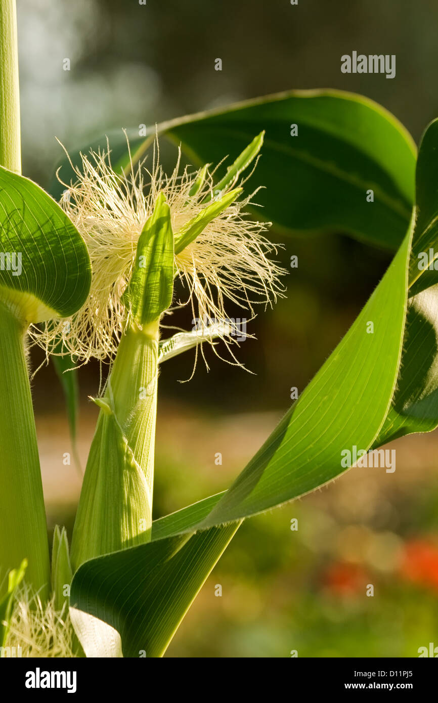 Female corn, with young silk Stock Photo - Alamy