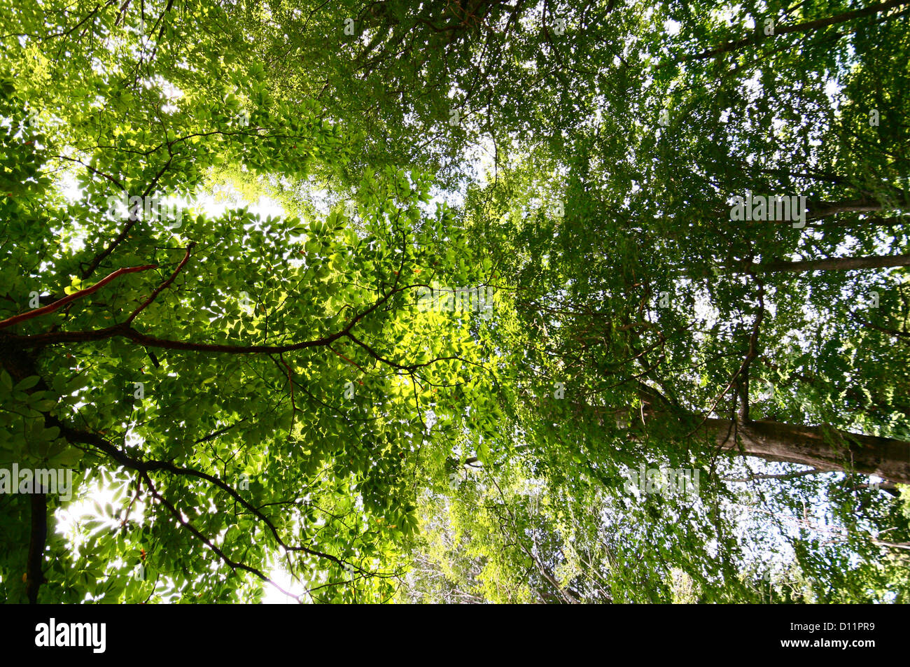 Stick under tree hi-res stock photography and images - Alamy