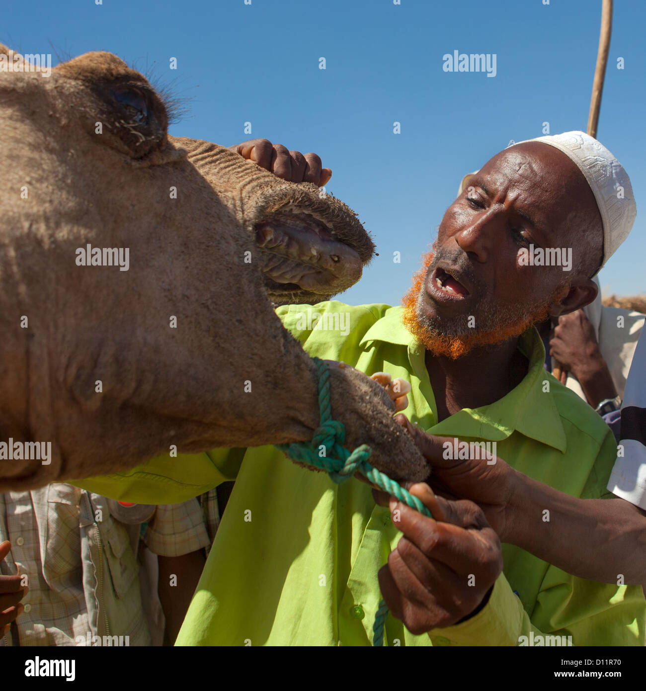 Karrayyu Tribe Man With Ginger Tainted Beard Checking The Mouth Of A ...