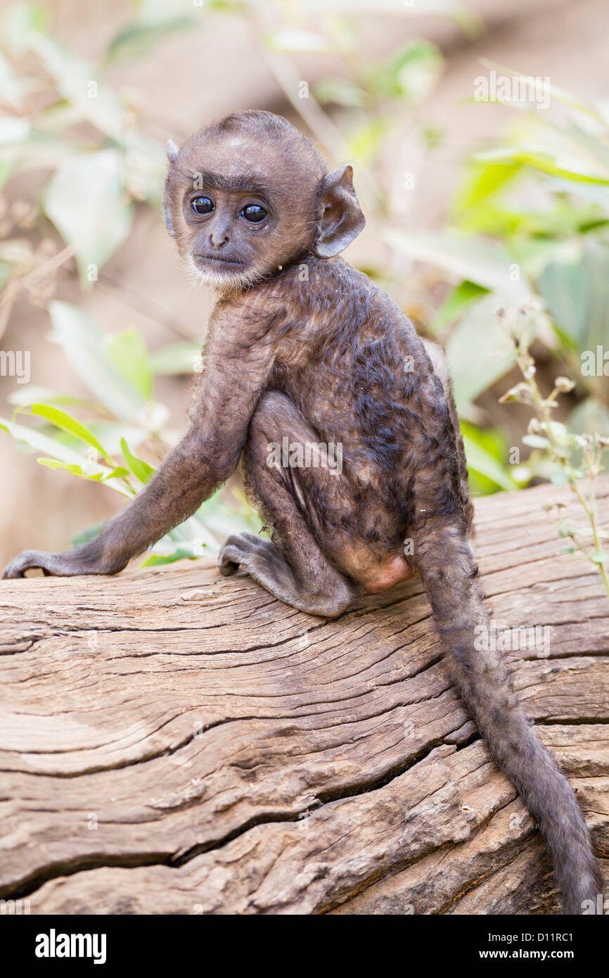 India, Madhya Pradesh, Langur at Bandhavgarh National Park Stock Photo ...