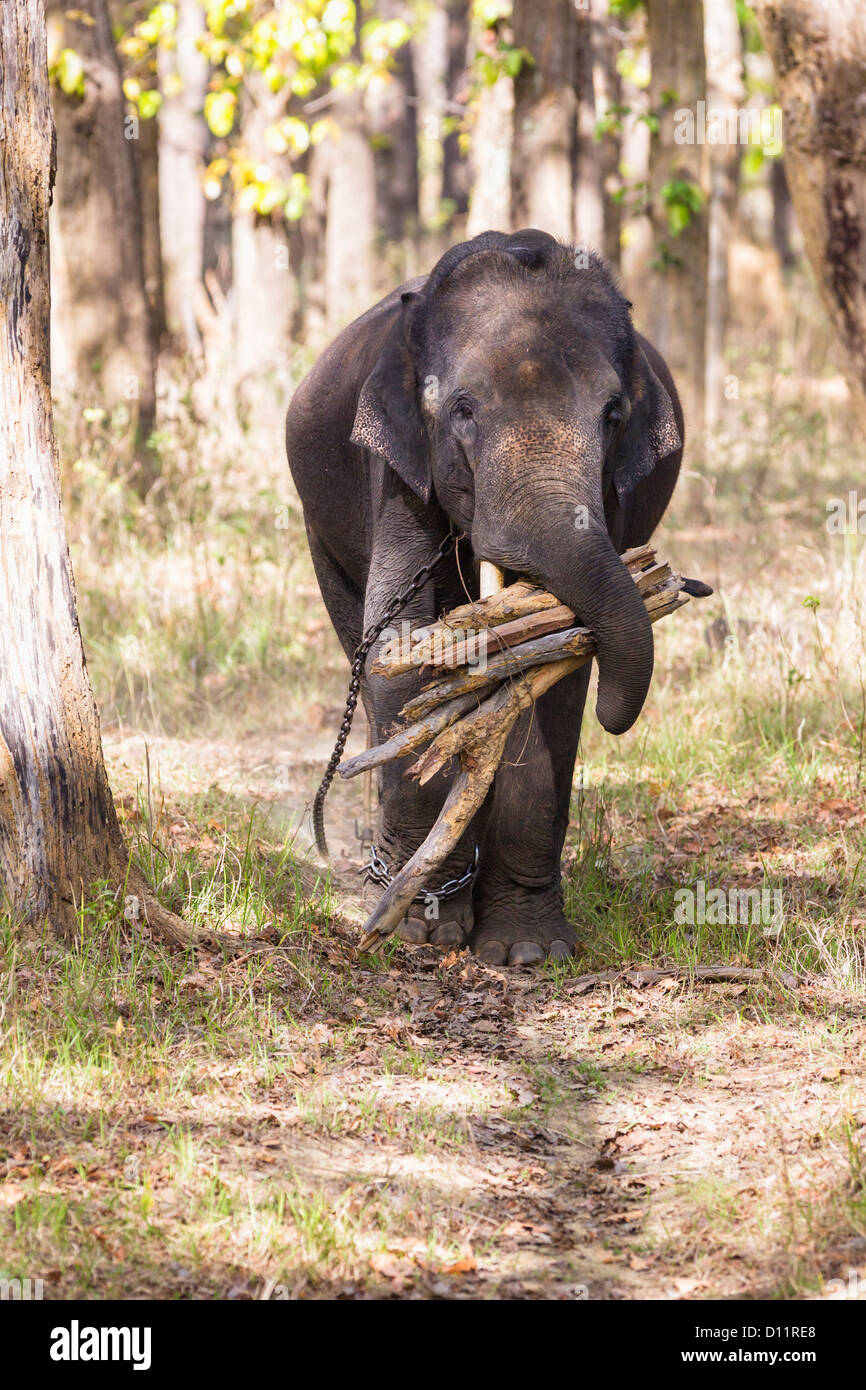 India, Madhya Pradesh, Asian elephant carrying wood at Kanha National ...