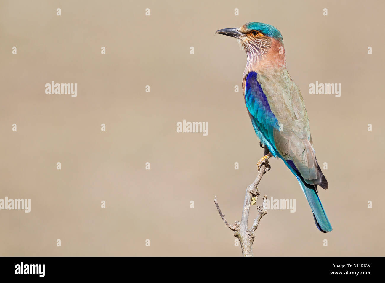 Bird photography india hi-res stock photography and images - Alamy