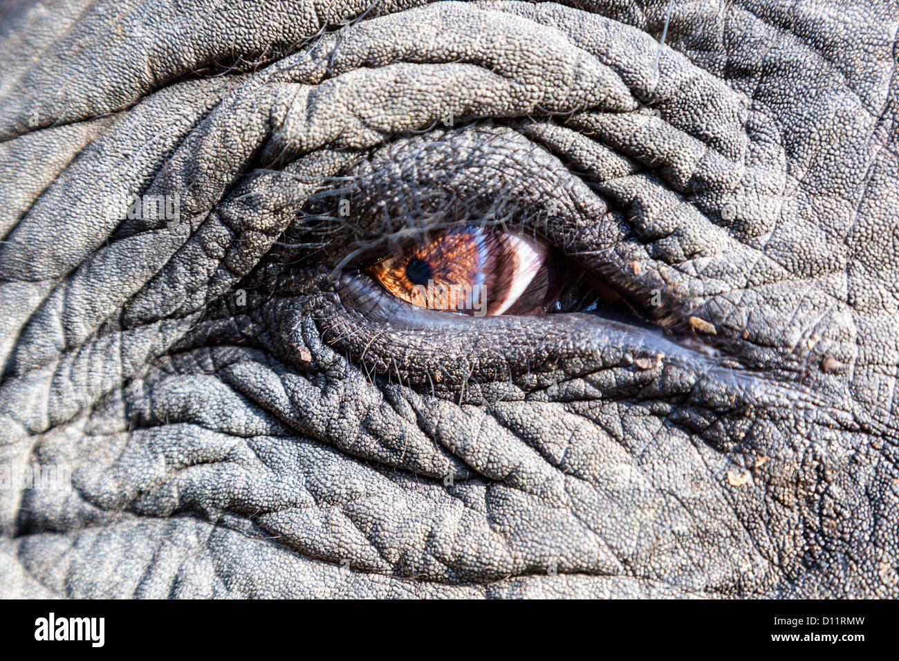 India, Madhya Pradesh, Close up of asian elephant eye at Kanha National ...