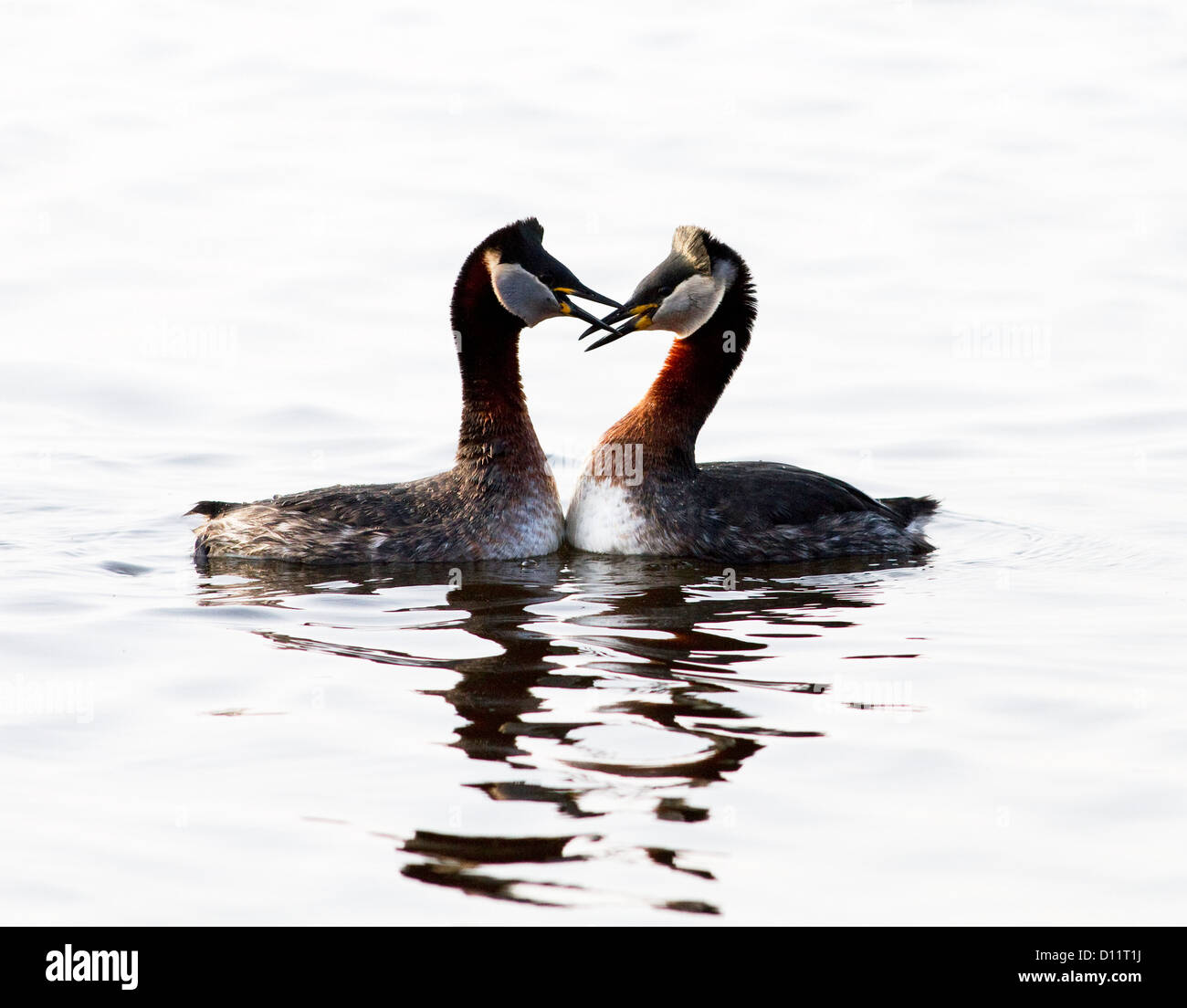 Grebe pair Cut Out Stock Images & Pictures - Alamy