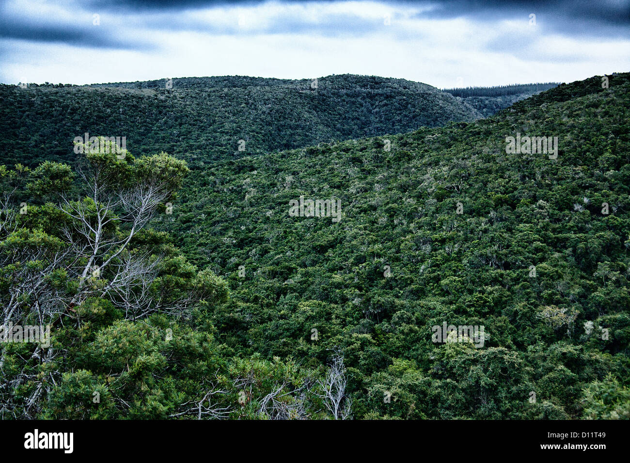 Top canopy hi-res stock photography and images - Alamy