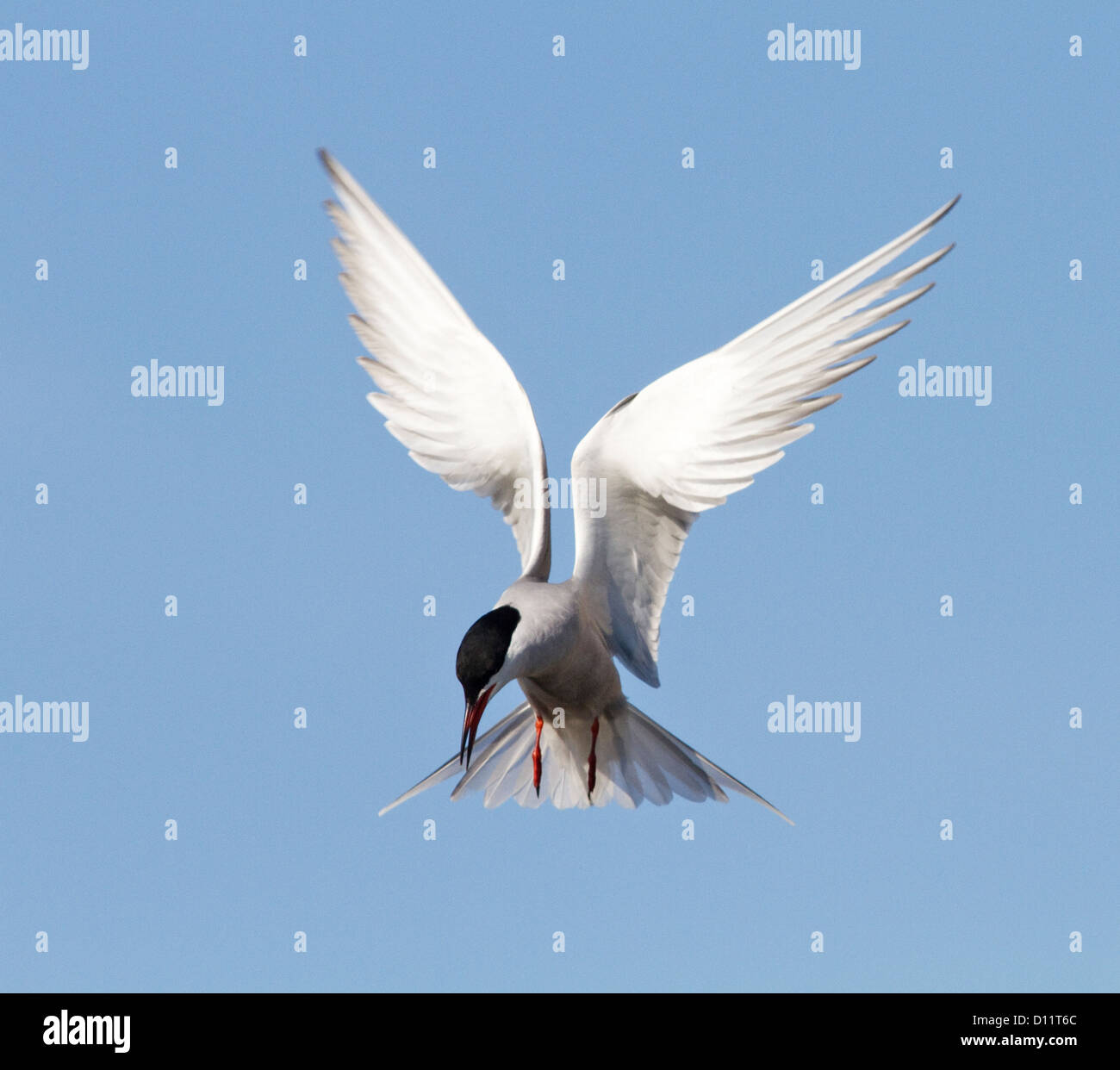 Common Tern hovering with lifted wings Stock Photo - Alamy