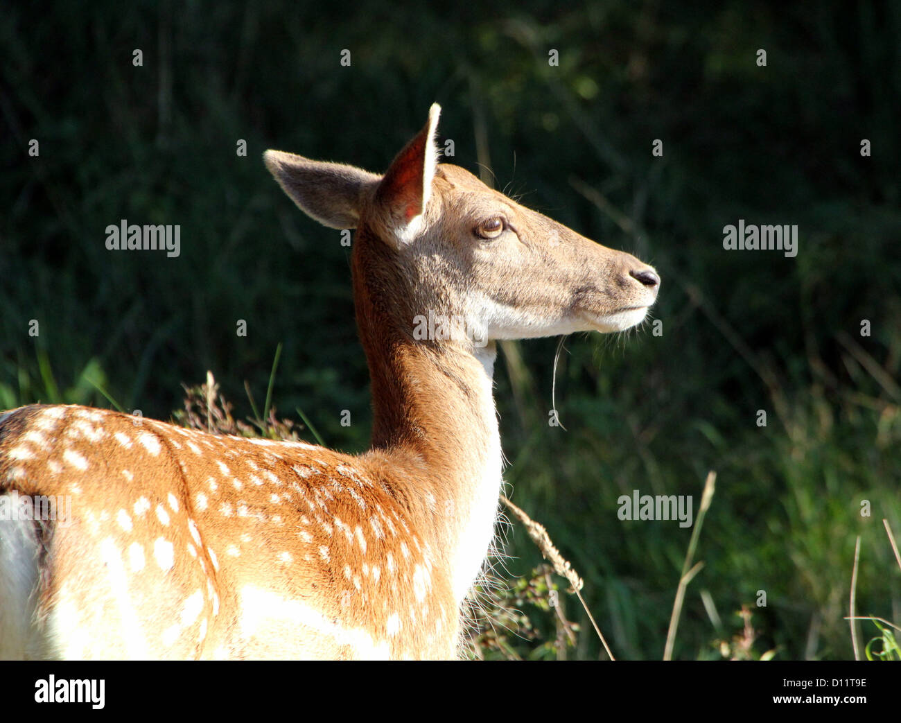 Intimate portrait of a female fallow deer Stock Photo - Alamy