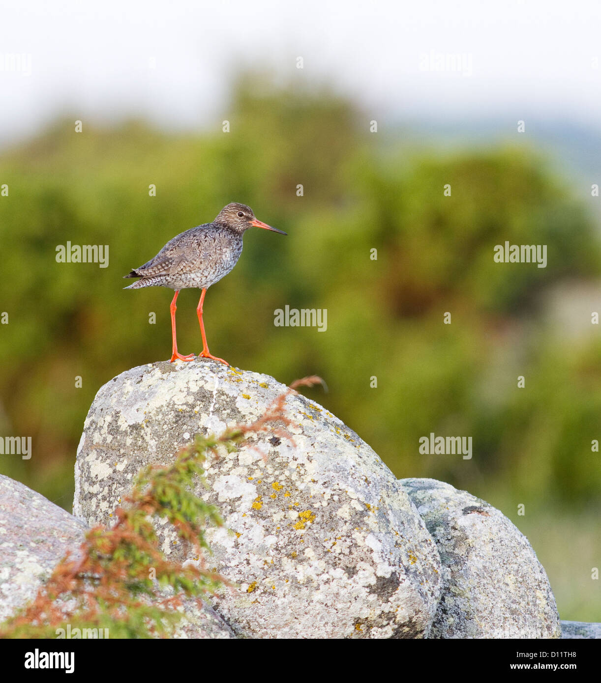 Redshank standing on stone in a stonewall Stock Photo - Alamy