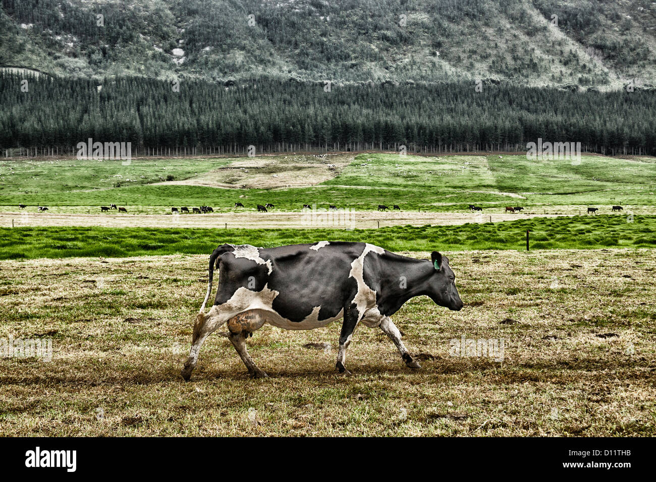 Cow crossing a field Stock Photo - Alamy