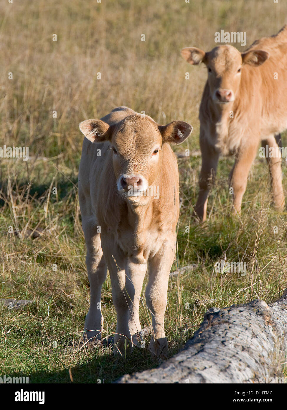 Beef Cattle Calves Stock Photo - Alamy