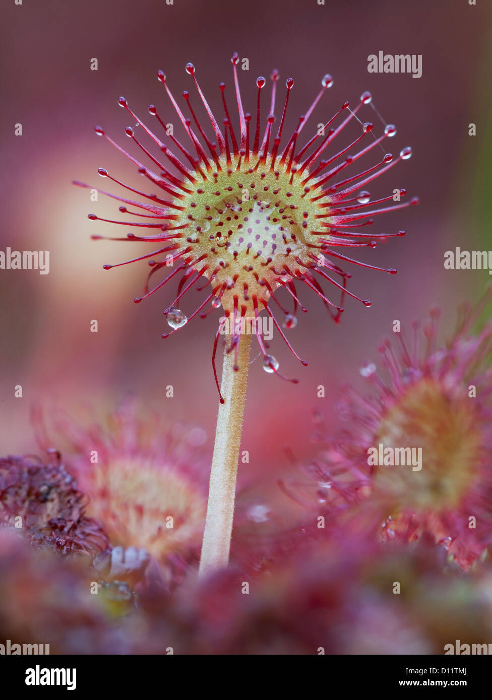 Close up on sundew Stock Photo - Alamy