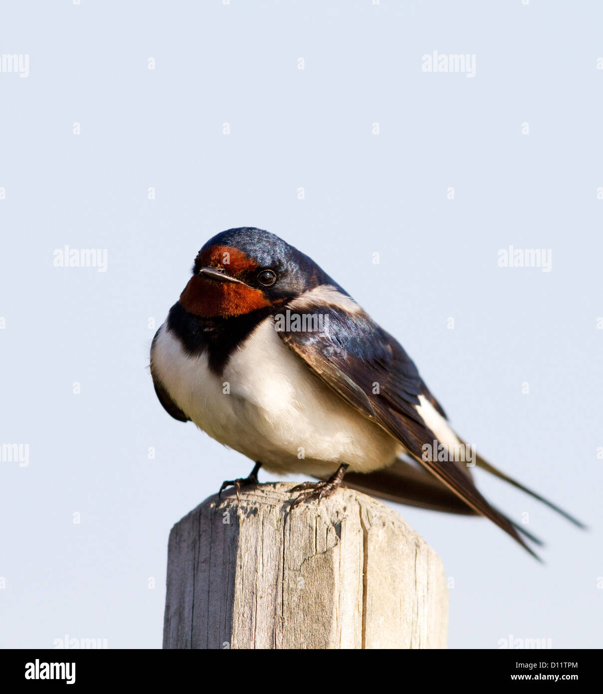 Close up on barn swallow Stock Photo - Alamy