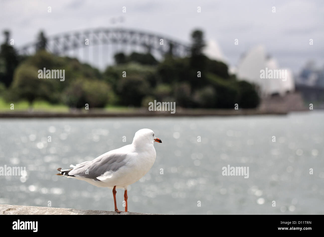 Seagull admiring the view towards the Opera House and Harbour Bridge in ...