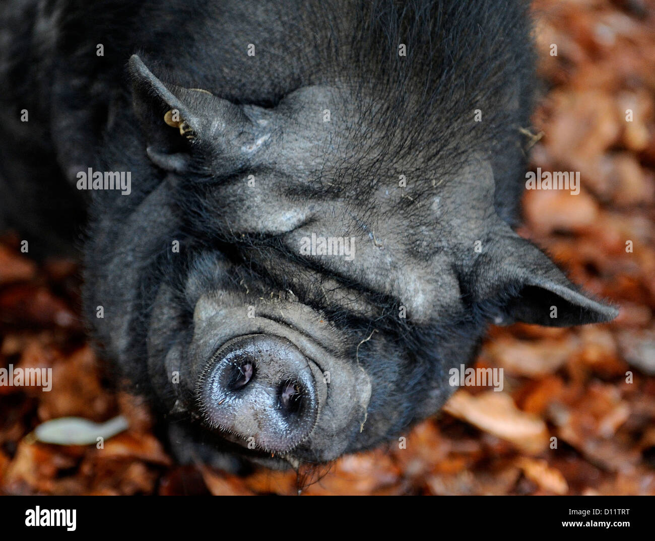 A pot-bellied pig (Sus scrofa) looks into the camera at "Schwarze Berge ...