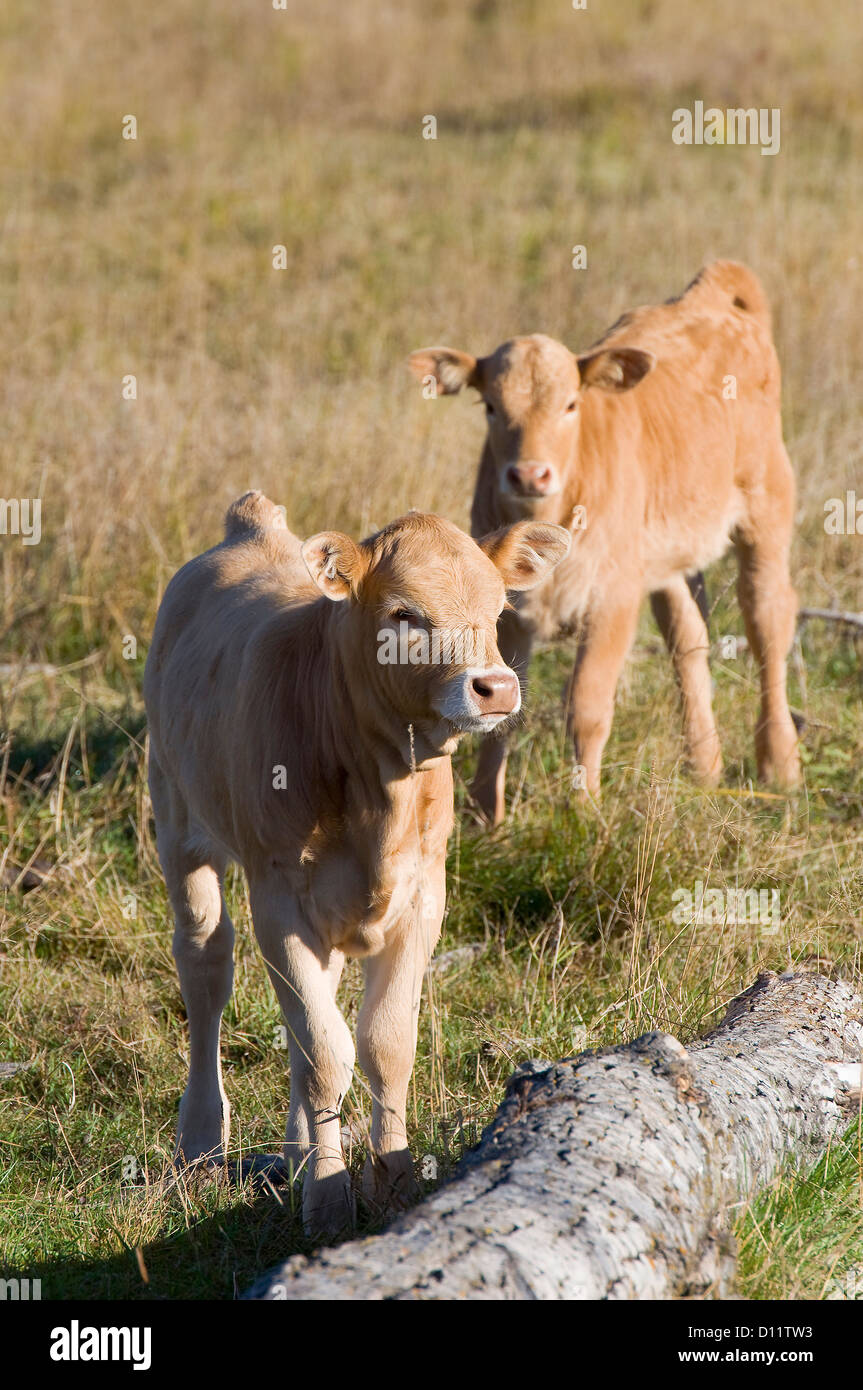 Beef Cattle Calves Stock Photo - Alamy