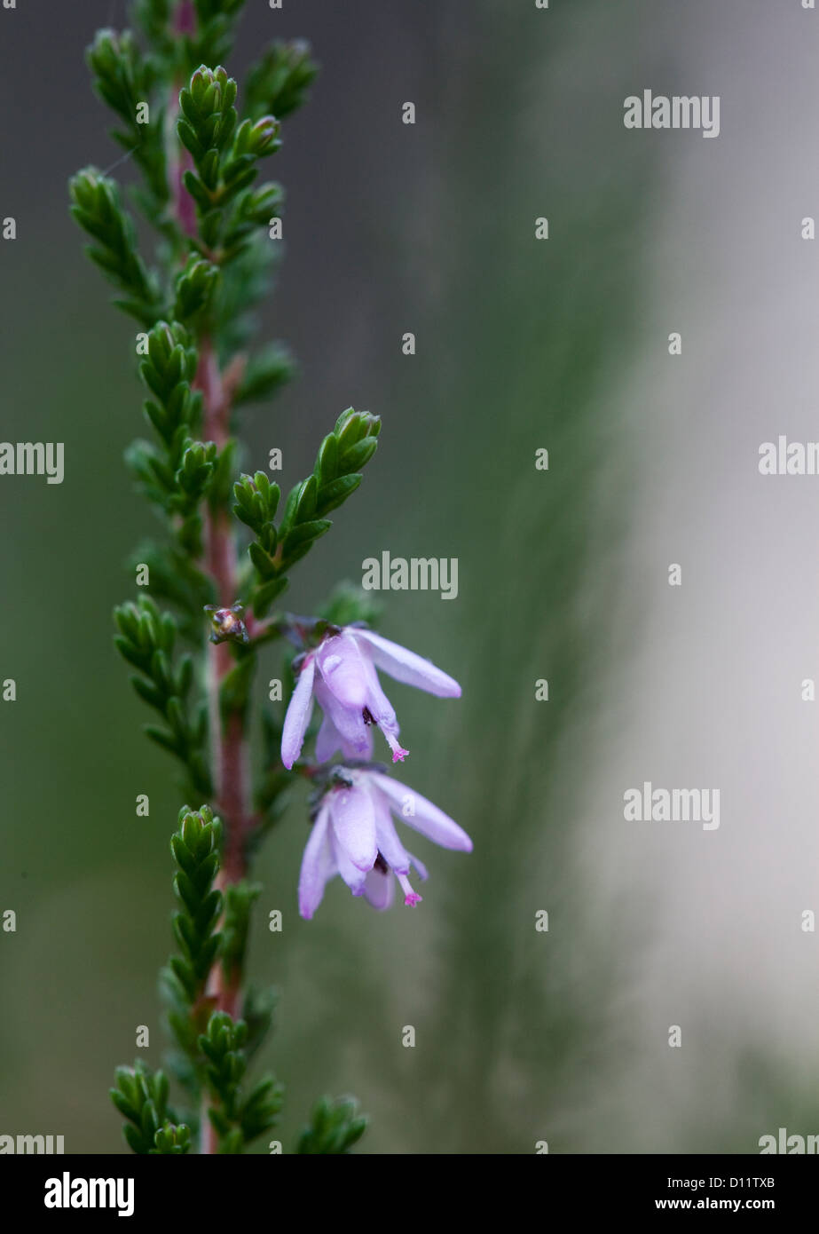 Flowering calluna vulgaris heather hi-res stock photography and images ...