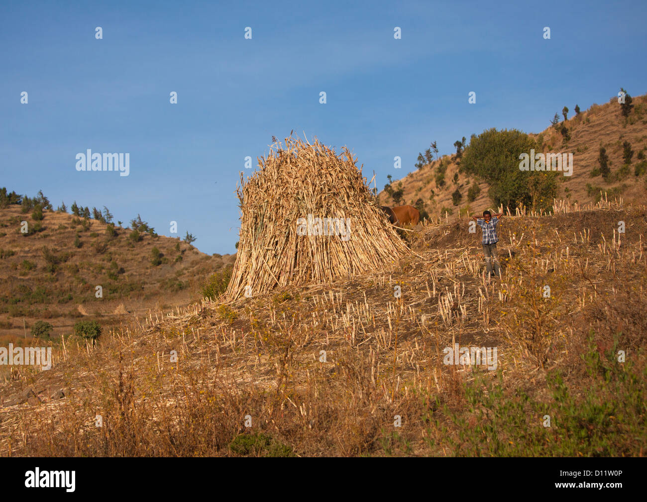 Man Harvesting, Metehara, Ethiopia Stock Photo - Alamy