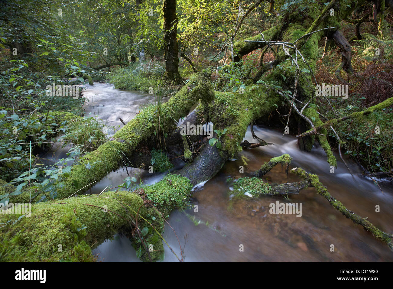 Stream flowing through the moss covered understorey of Dunkery and ...