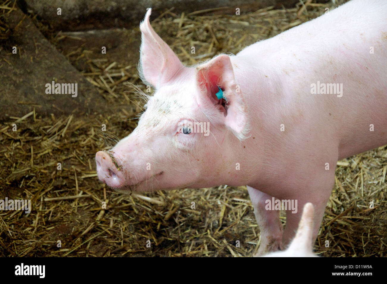 Cute, pink piglet in a stable. This is a happy pig, as it lives on a ...
