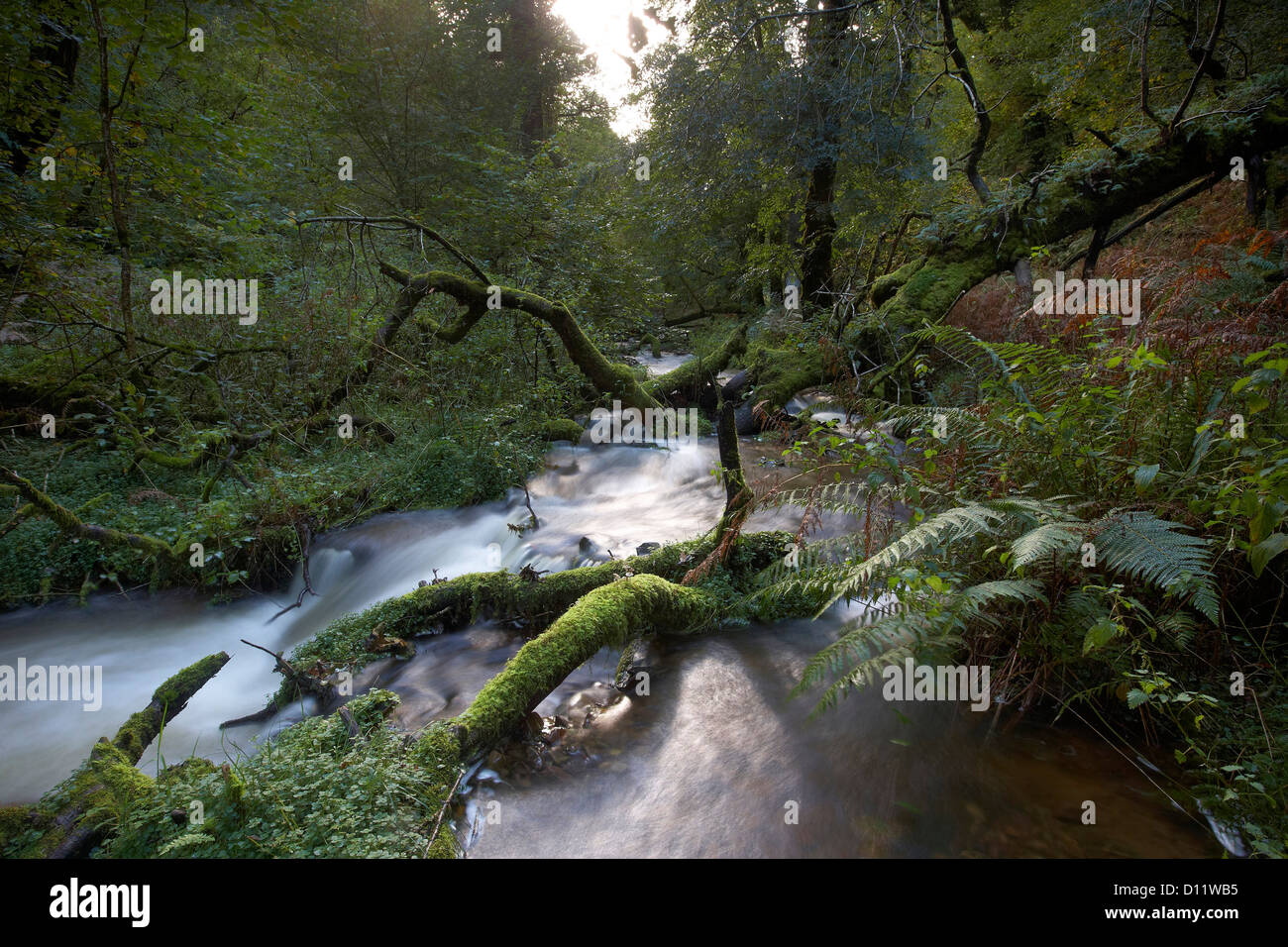 Stream flowing through the moss covered understorey of Dunkery and ...