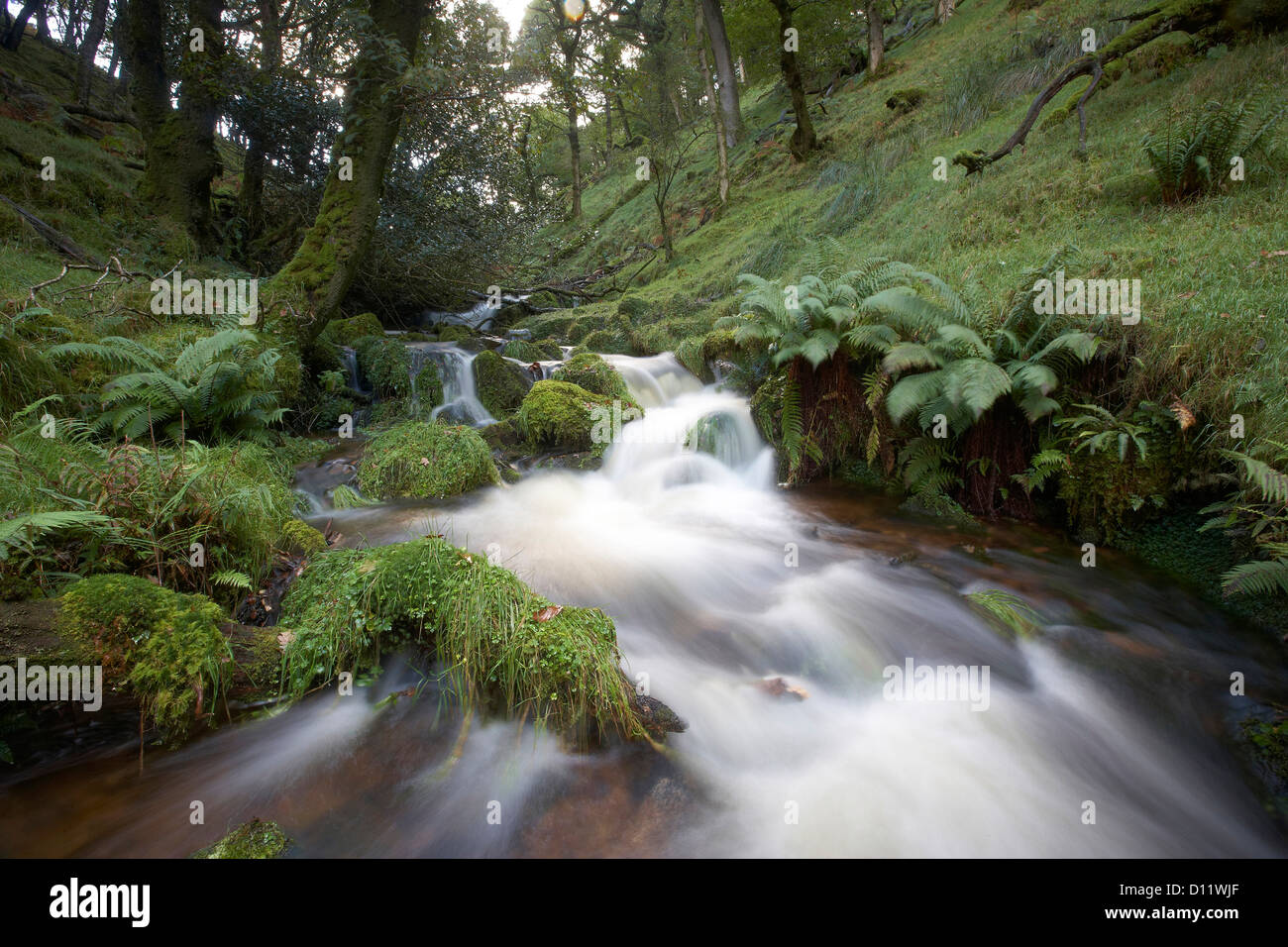 Stream flowing through the moss covered understorey of Dunkery and ...