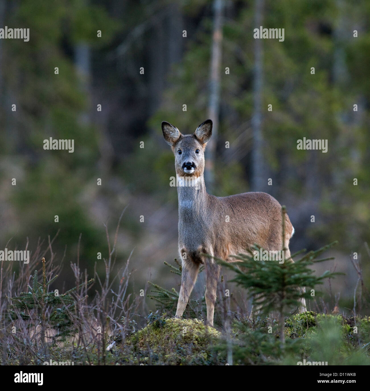 Roe deer venison hi-res stock photography and images - Alamy