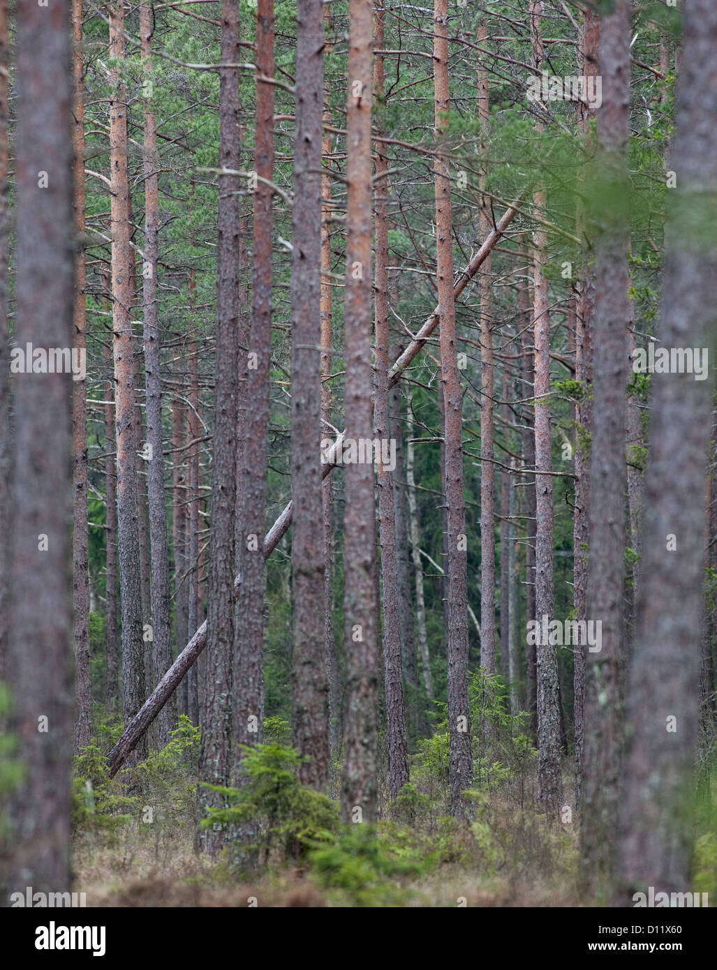 Leaning pine among straight pines Stock Photo - Alamy